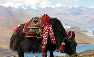 Yak Wool Origins – Umber and Ochre
